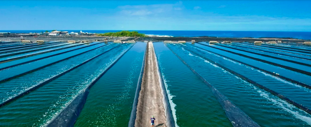 Australian Researchers Design a Solar Process for Algae-Derived Solar ...